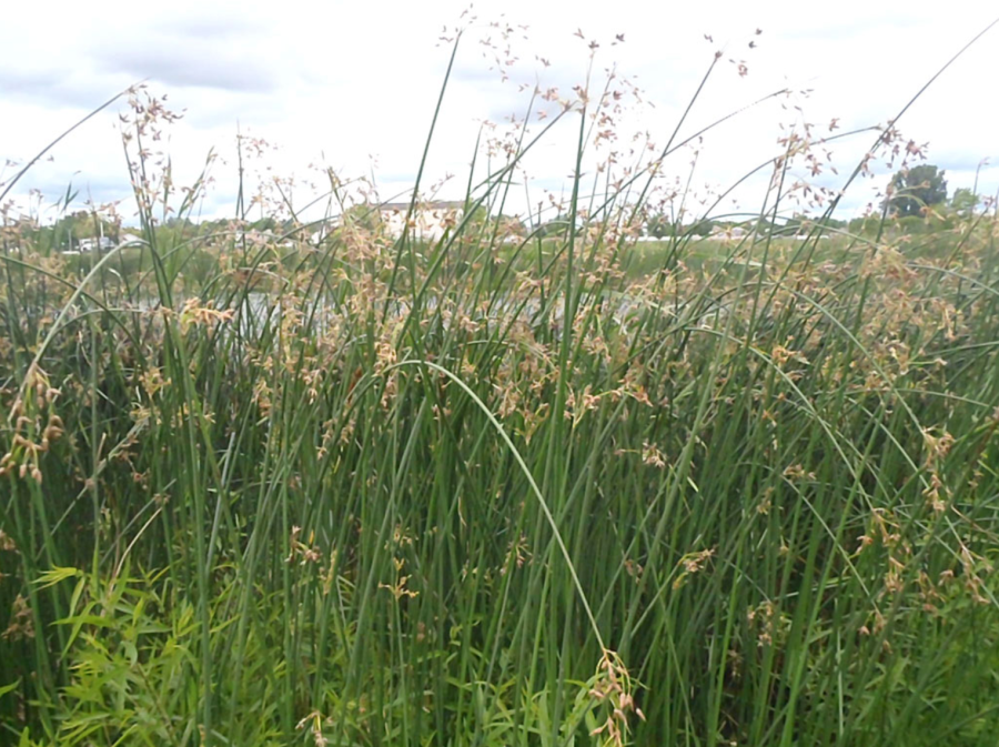 Hard-Stemmed Bulrush | MSD